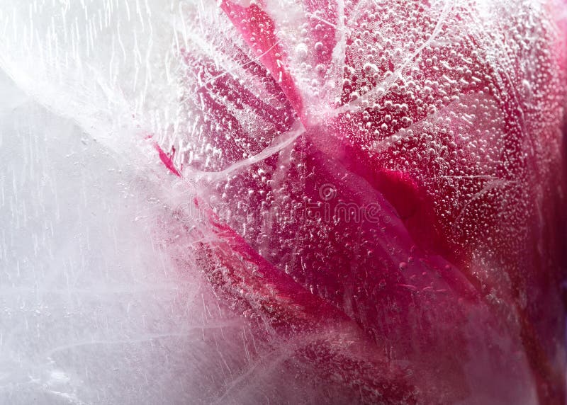 Frozen red tulip flower stock photo. Image of abstract - 29566954