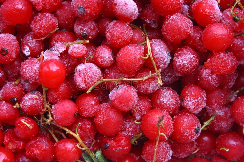 Frozen redcurrants stock photo. Image of derries, frozen - 72162336