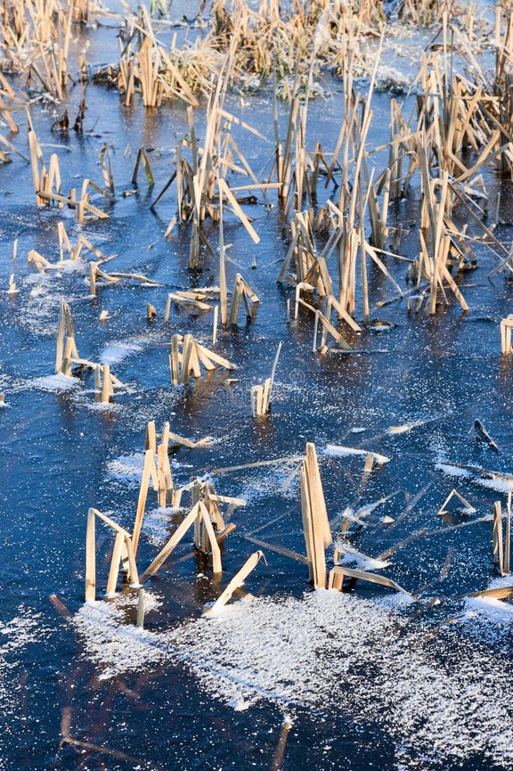 Frozen reed stock image. Image of outdoors, marsh, outdoor - 16235111