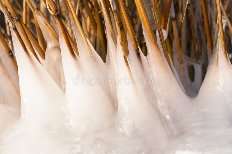 Frozen reed stock photo. Image of white, frozen, december - 26442196