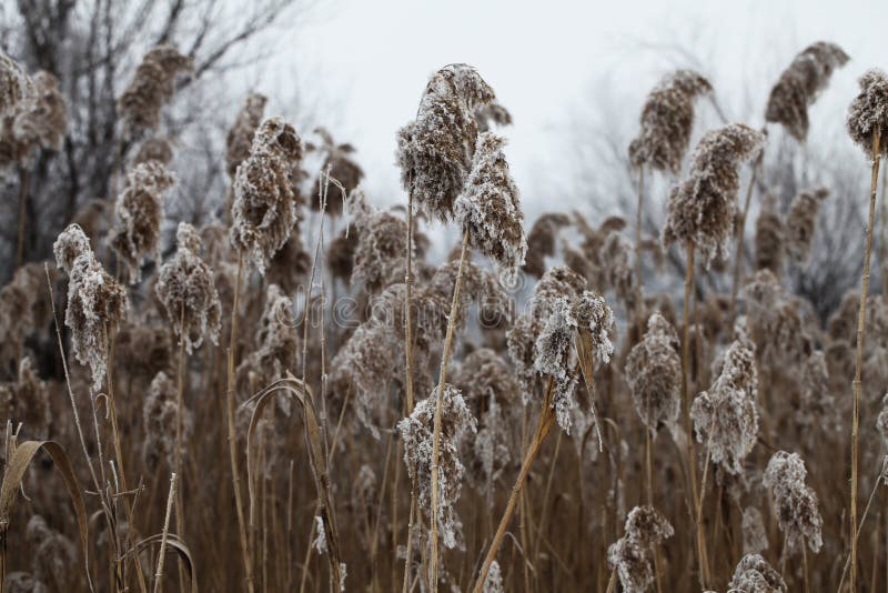 Frozen reed stock photo. Image of blue, rushy, cold, december - 37906478