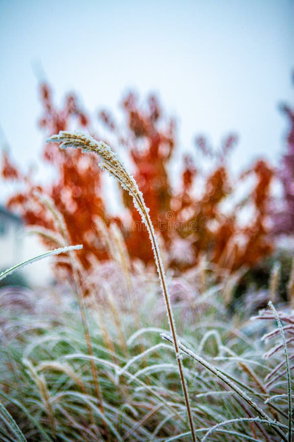 Frozen Reed and Colourful Trees in the Background Stock Image - Image ...