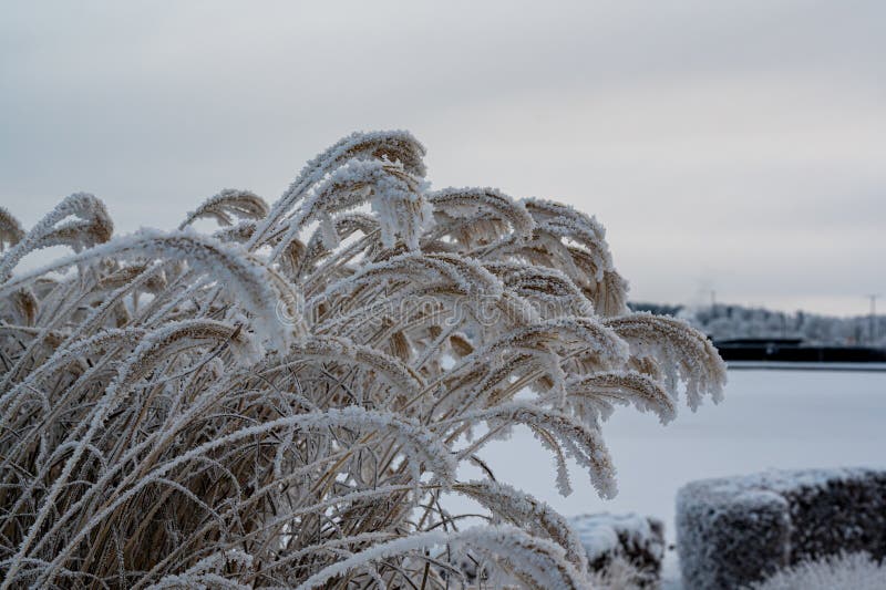 Frozen Reed in Public Park Kumla Sweden Stock Image - Image of season ...