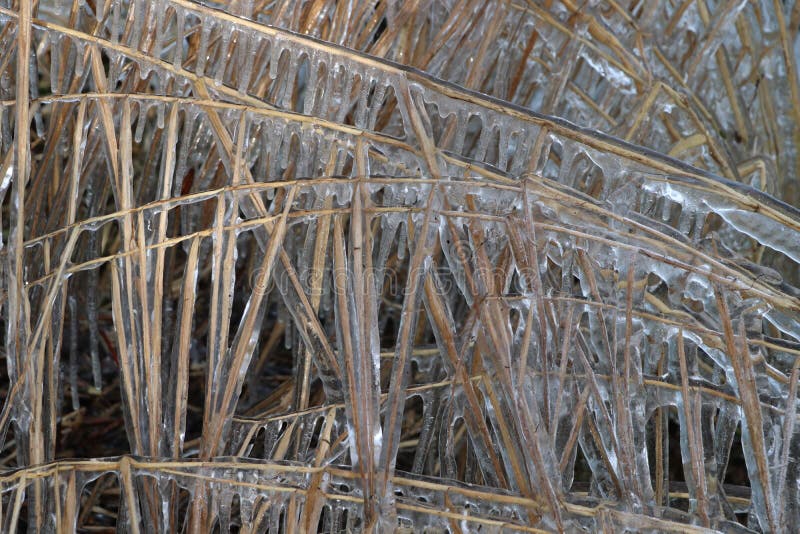 Reed stems stock photo. Image of rural, rush, summer - 20190262