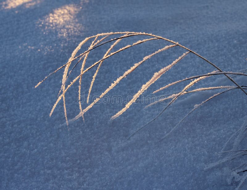 Frozen Reed, Winter Season Concept Stock Photo - Image of hoarfrost ...