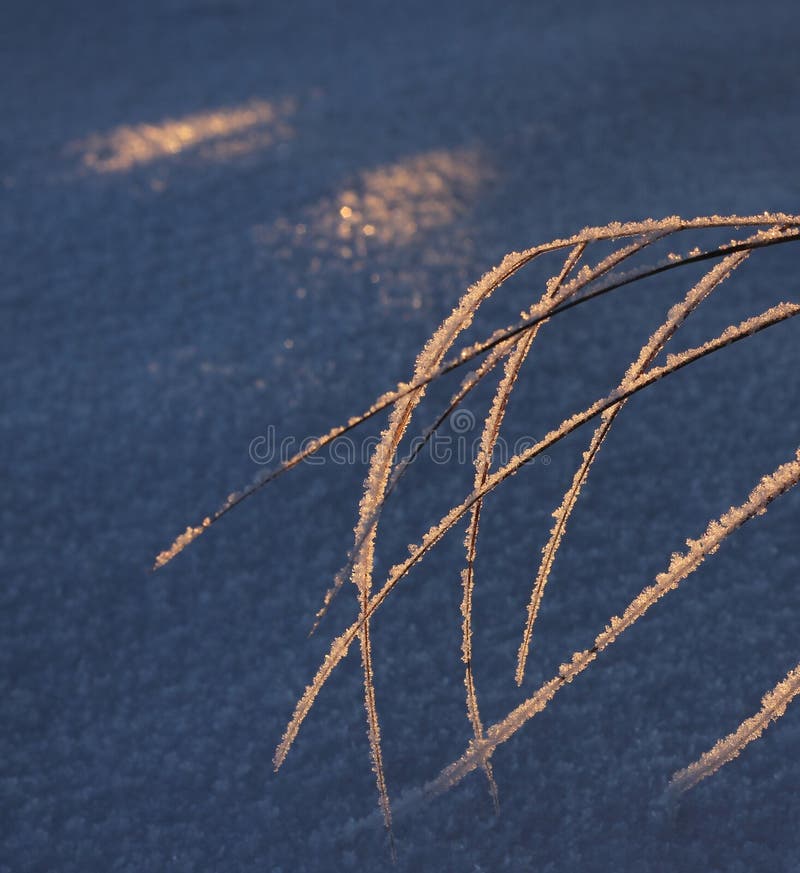 Frozen Reed with Hanging Icicles Stock Image - Image of hanging, reed ...