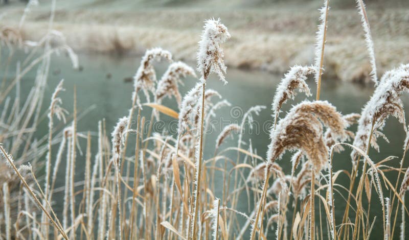 Frozen Reeds in Water in the Winter Wind. Stock Image - Image of nature ...