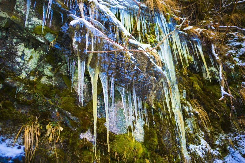 Icicles Inside of the Forest Stock Image - Image of scenery, water ...