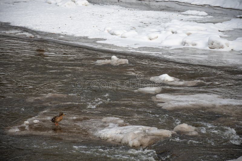 Frozen River in Winter, Snow and Ice Melting with Fallen Trunk of a ...