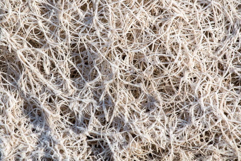 Frozen roots stock photo. Image of bush, lawn, frozen - 30734920
