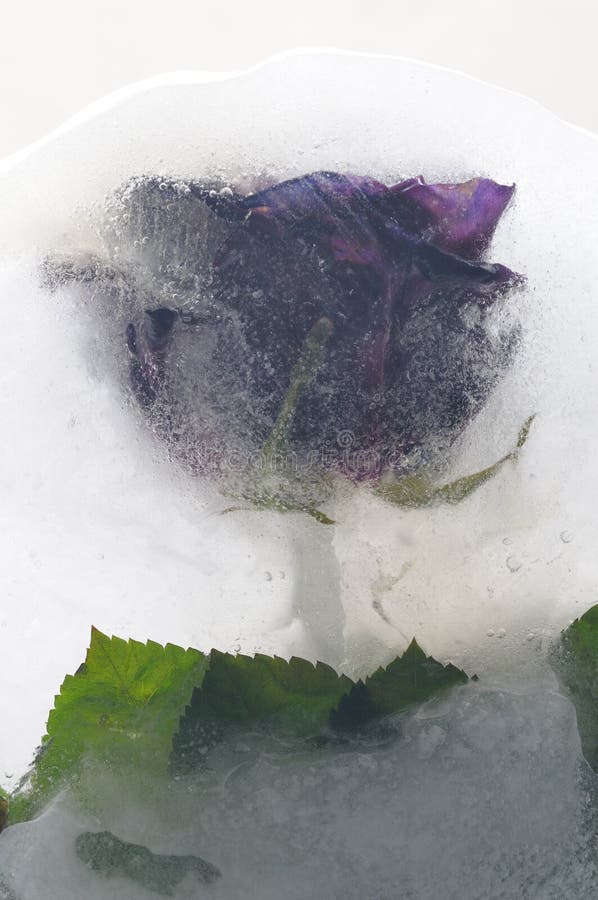 Frozen rose. stock photo. Image of flower, petal, frozen - 11461086