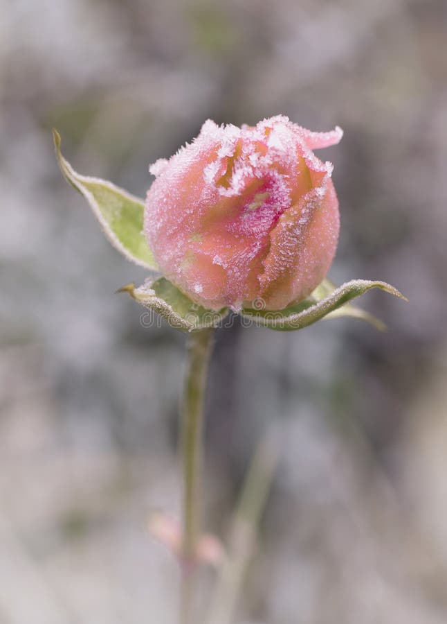 Frozen Rose stock photo. Image of frozenflower, perfection - 143534230