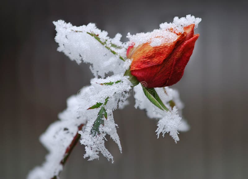 Frozen rose stock photo. Image of covered, rose, death - 4225636