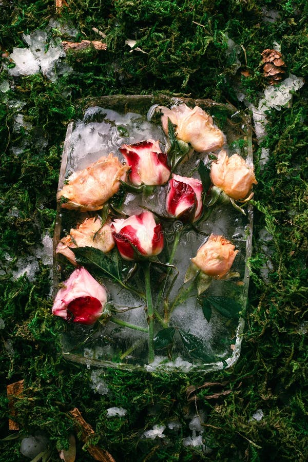 Frozen Rose Flowers on Moss with Snow Stock Photo - Image of bright ...