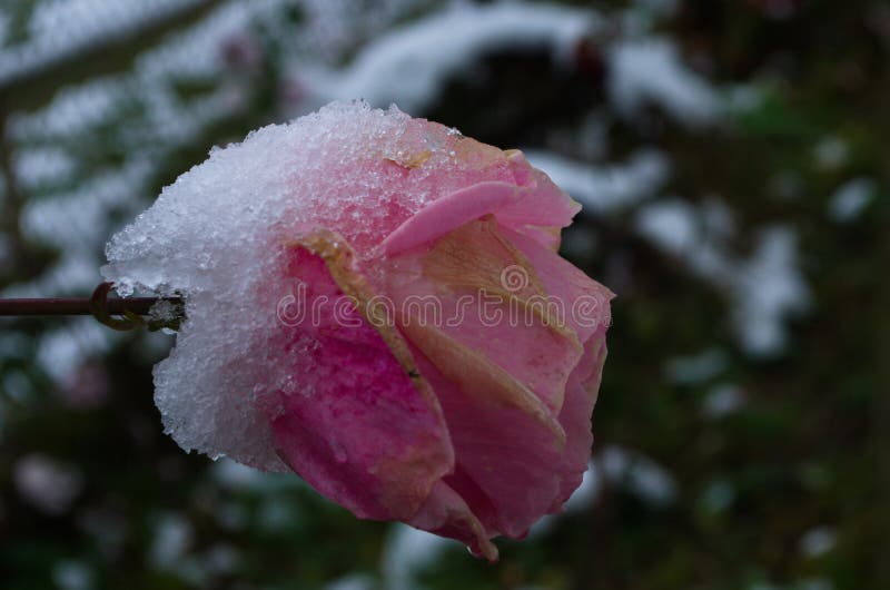Frozen Rose in the Garden Covered in Snow. Garden in Winter Stock Photo ...