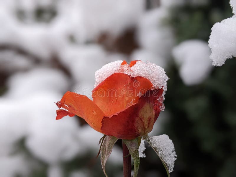Frozen Rose in the Garden Covered in Snow. Garden in Winter Stock Image ...