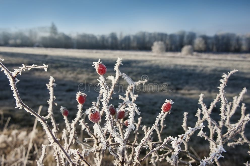 Frozen rose hips stock photo. Image of icing, fresh, blue - 27757784