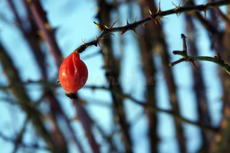 Frozen rose hips in winter stock image. Image of snow - 166062225