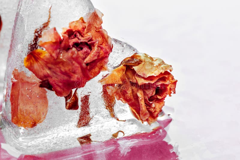 Frozen Rose in Ice Cube Creative Photo. Stock Image - Image of bizarre ...