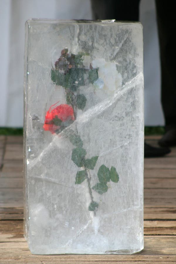 Frozen Rose in a Piece of Ice Stock Photo - Image of cold, frozen: 49695154
