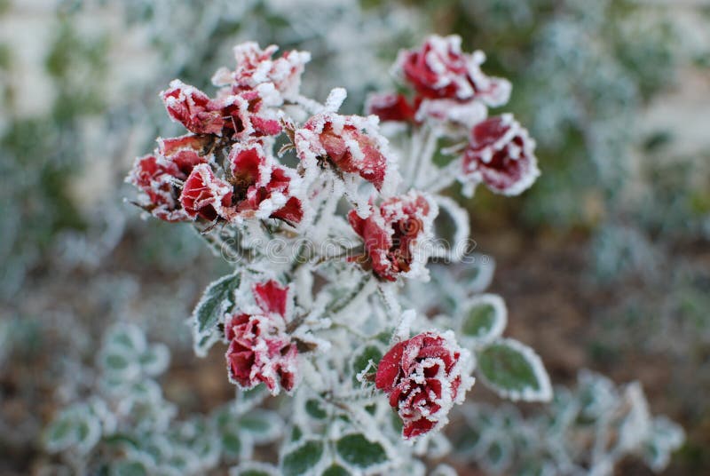 Frozen Roses stock image. Image of early, snow, rose - 22303645