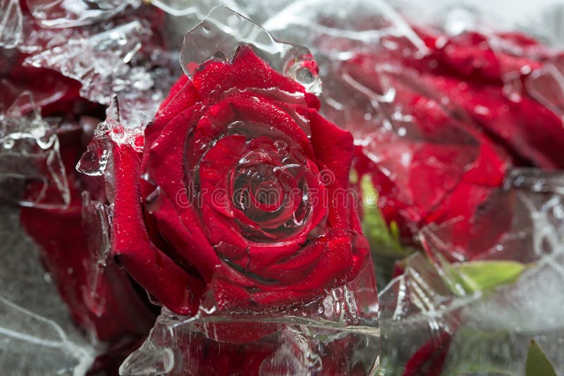 Frozen Roses Flowers in Ice Stock Image - Image of bizarre, frost ...