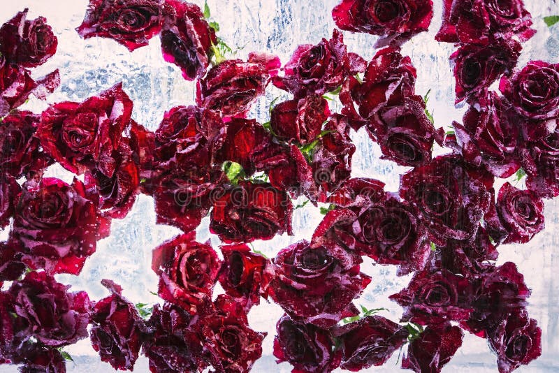 Frozen Roses in Ice Cube. Rose in a Cube of Ice, Beautiful Composition ...