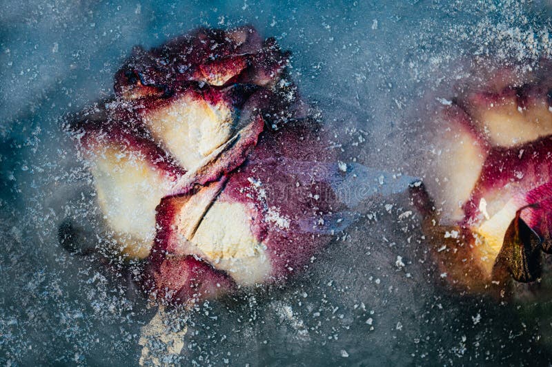 Frozen Roses in Ice stock photo. Image of pink, flower - 204179356