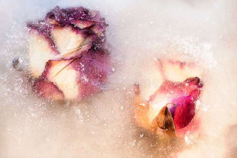 Frozen Roses in Ice stock photo. Image of solid, pansy - 204294426