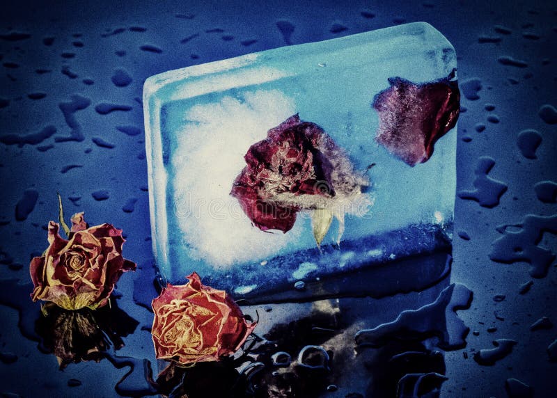 Frozen roses stock photo. Image of frozen, roses, drops - 106714904