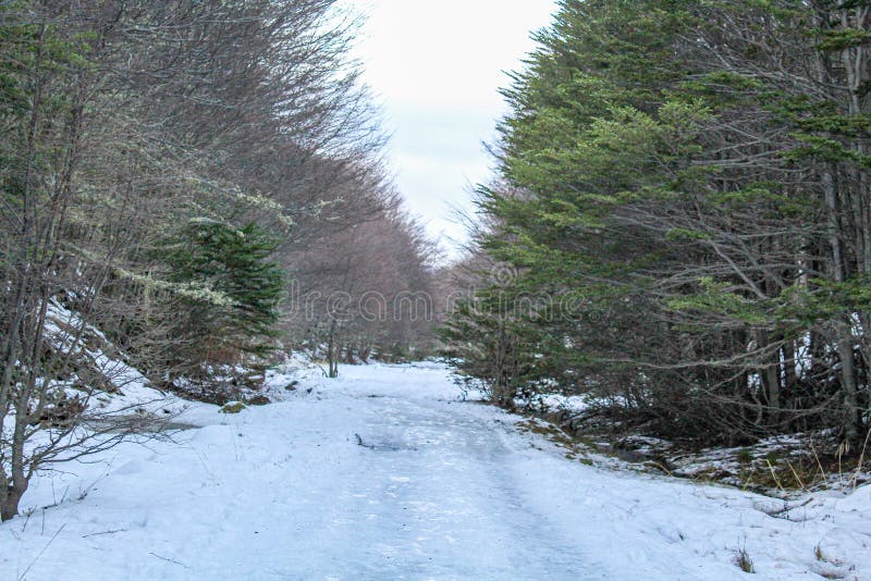 Frozen route stock photo. Image of snowy, next, forest - 189483902