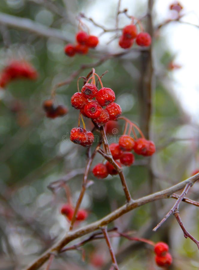 Frozen Rowan Tree in Winter Stock Image - Image of sparse, berry: 80354637