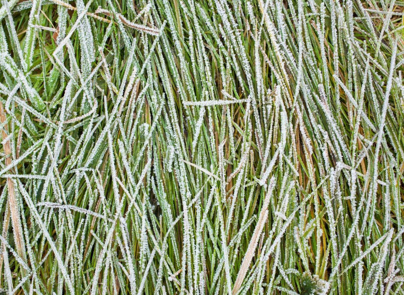 Frozen grass stock image. Image of court, lawn, beautiful - 29950421