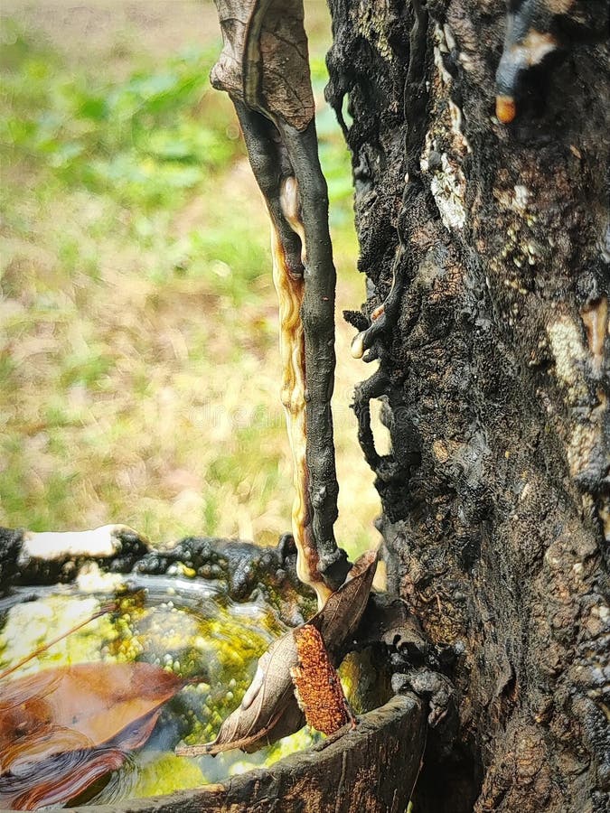 Frozen Rubber Latex and Puddles of Water Stock Photo - Image of latex ...