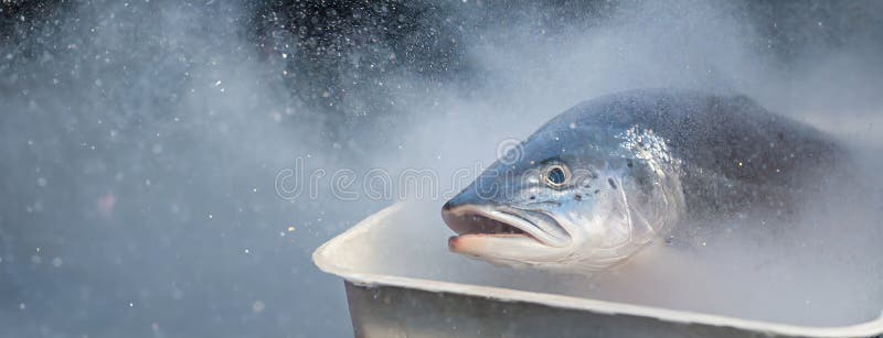 Frozen Salmon Fish with Its Head in a Plastic Transport Container ...