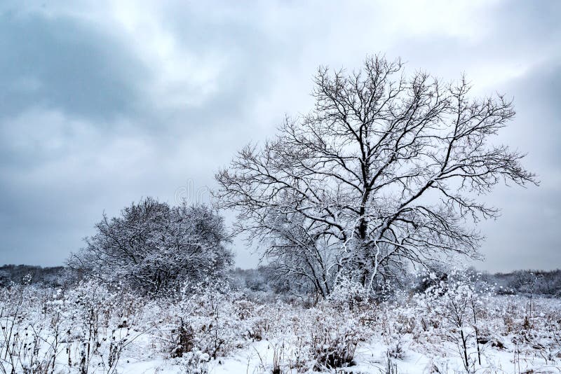 Frozen scene on steppe stock photo. Image of season, rural - 82355772