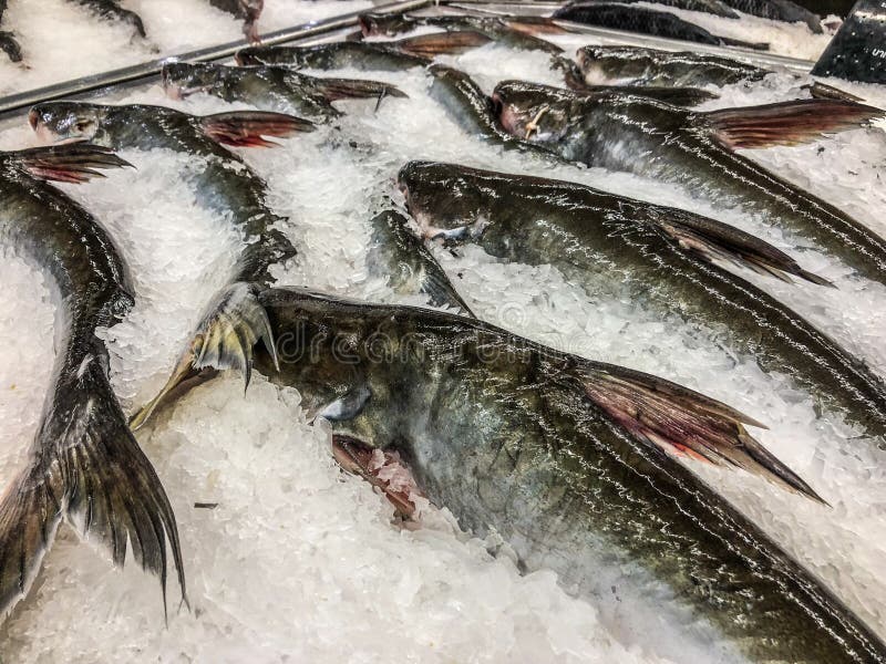 Frozen Sea Bass in a Blue Pickup Stock Image - Image of market, macro ...
