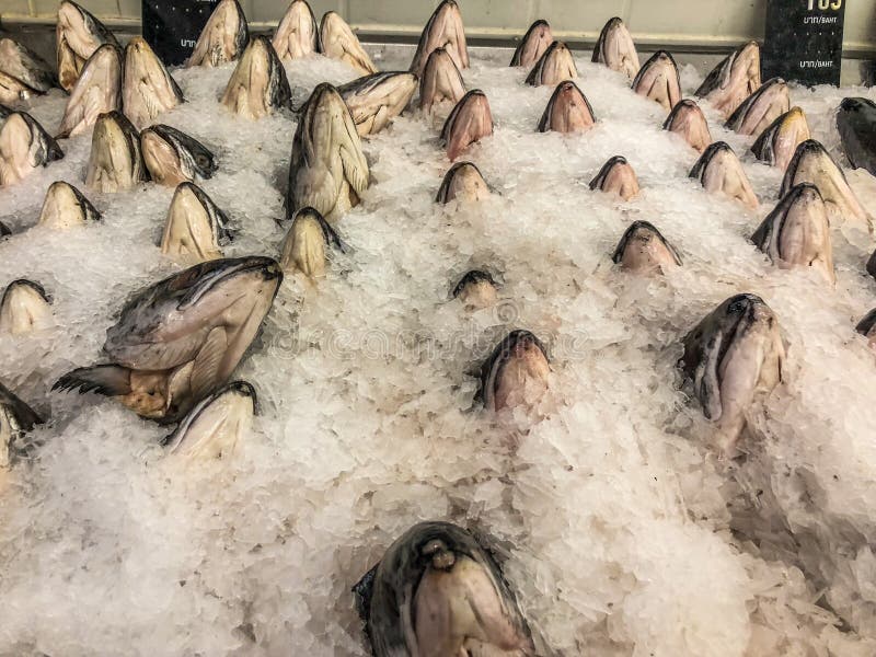 Frozen sea bass stock photo. Image of fresh, bass, black - 117963860