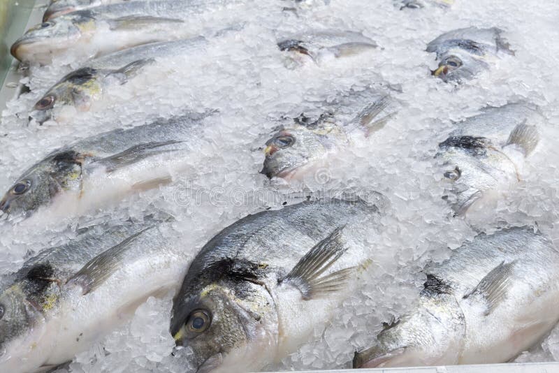 Frozen sea bream fish stock image. Image of seafood, market - 66006049