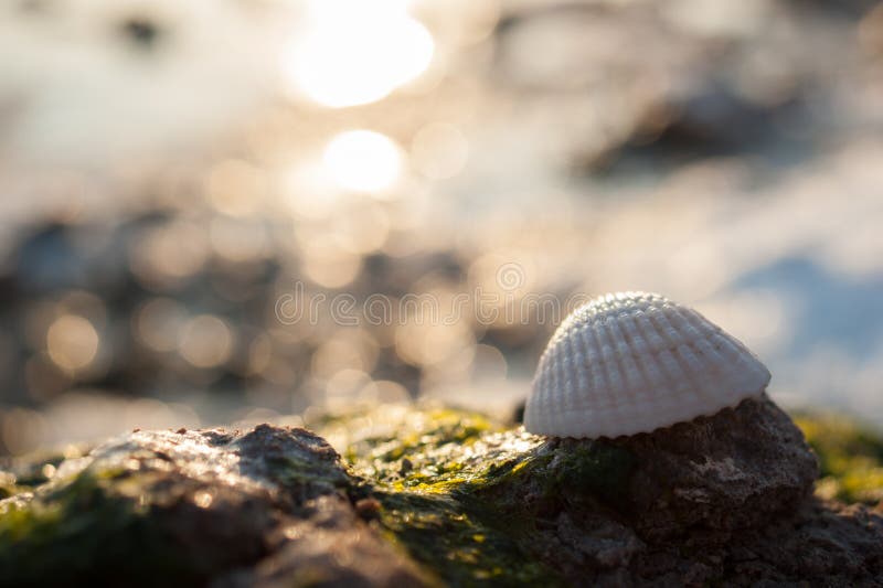 Frozen Sea Shell with Green Seaweeds Stock Photo - Image of sunrising ...