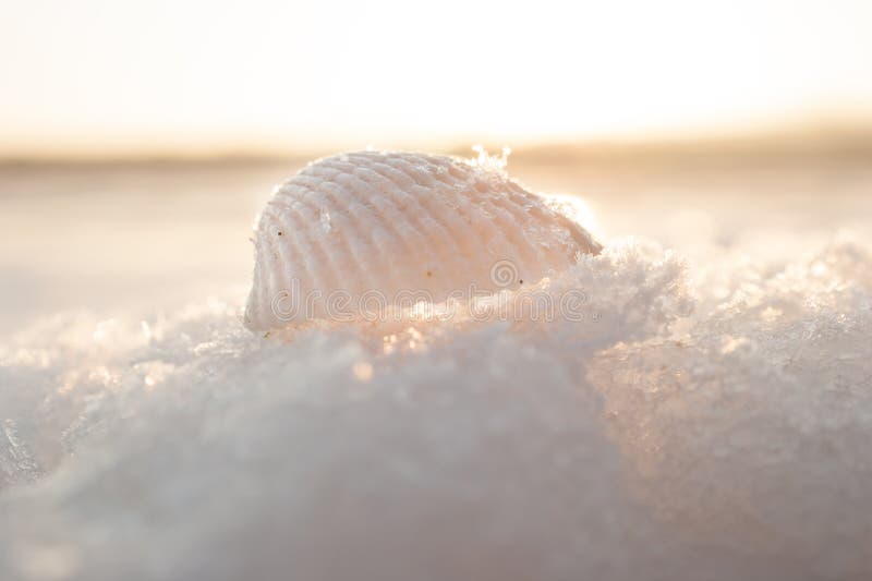 Frozen Sea Shell stock photo. Image of coast, travel - 56890022