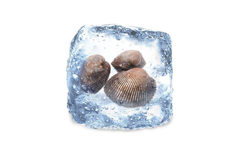 Shell frozen in ice stock image. Image of shells, weather - 59137899