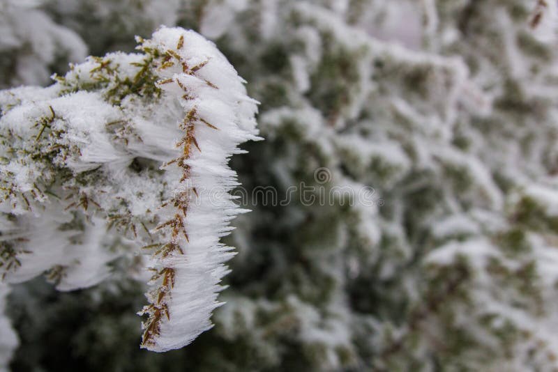 Frozen Dew Juniper Tree Pasture Stock Photo - Image of freezing ...