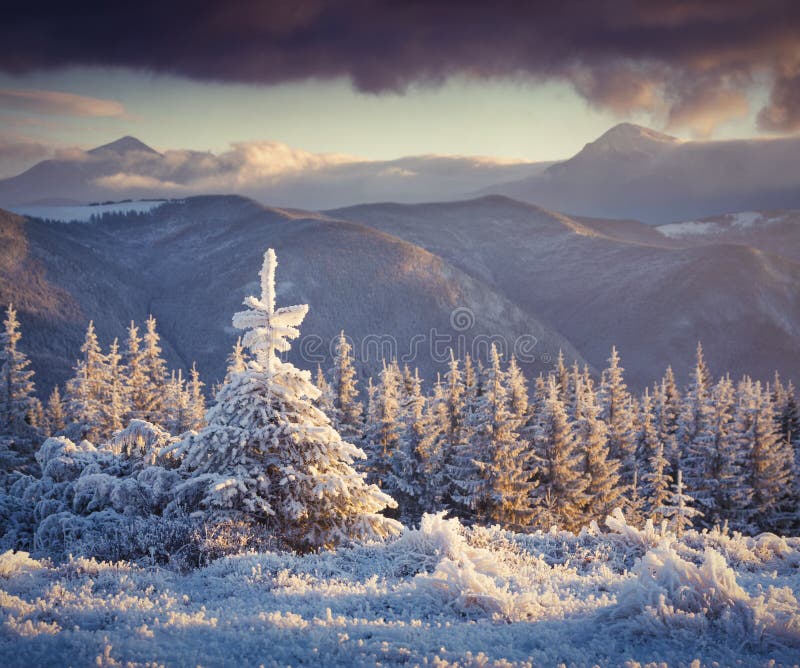 Frozen Small Fir Tree in Winter Mountains at Sunrise Stock Photo ...