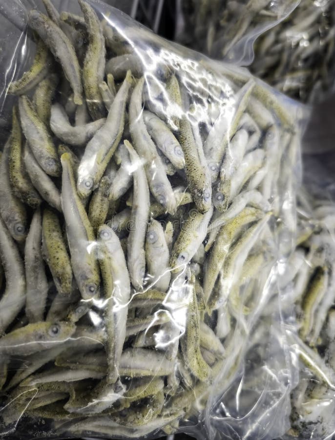 Frozen small fish stock image. Image of delicious, gourmet - 366495425