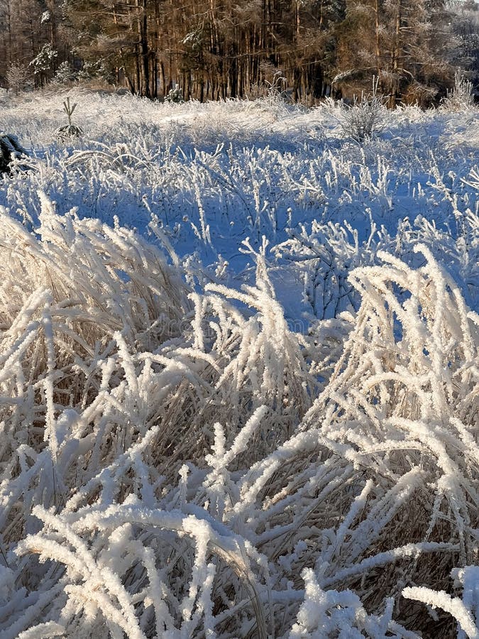 Frozen and Snow-covered Grass in a Field in Winter on a Sunny Day Stock ...