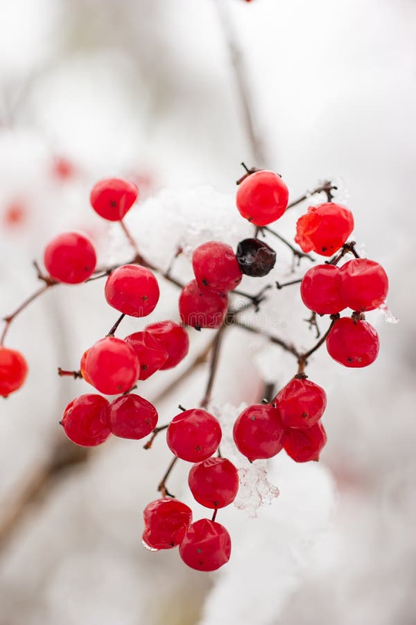 Frozen Snow Covered Red Forest Berries Close Up Shot Shallow Depth of ...