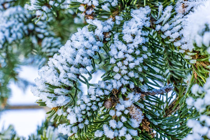Frozen Snow Crystal Detail on a Tree Branch Stock Image - Image of ...