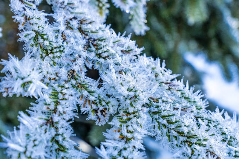 Frozen Snow Crystal Detail on a Tree Branch Stock Image - Image of ...