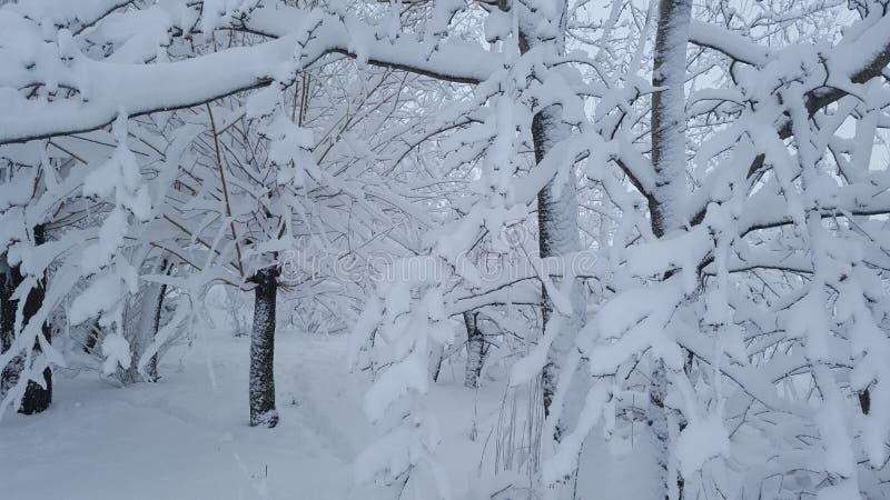 Frozen snow on forest stock image. Image of beauty, nature - 85004187
